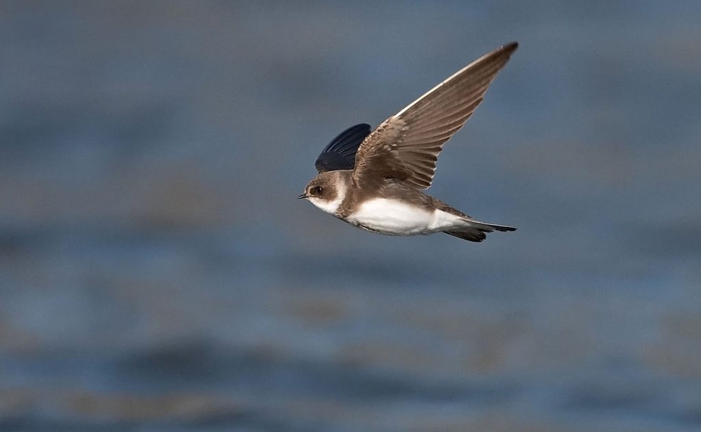 The Feeder Canal Sand Martin Colony - Art and the Public Realm Bristol